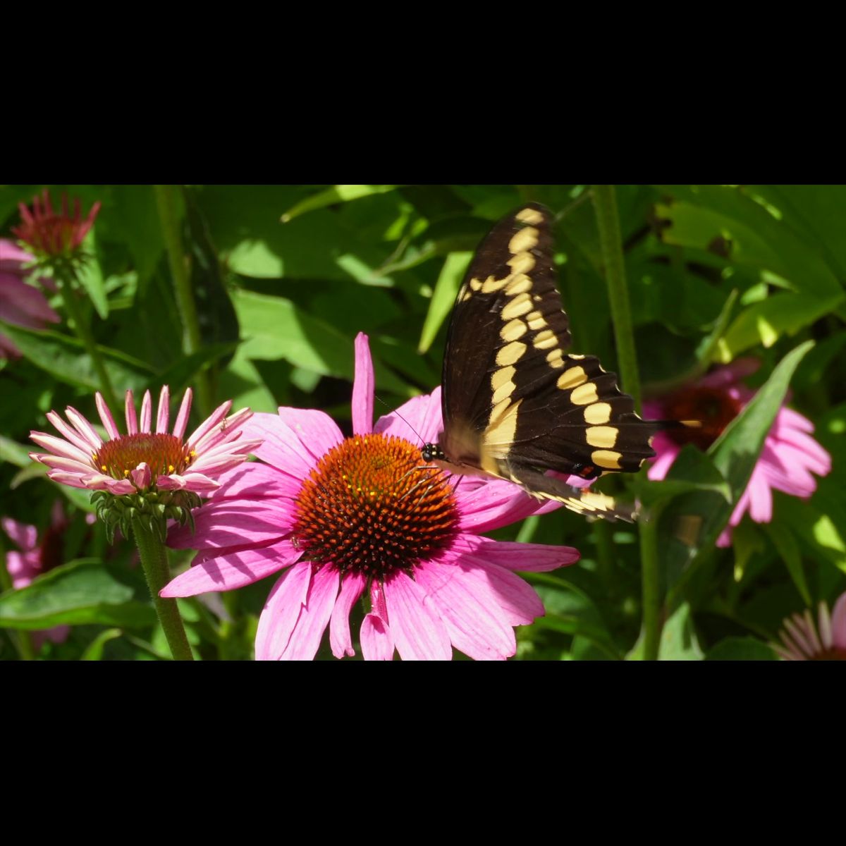 LONGHOUSE RURAL MODERN